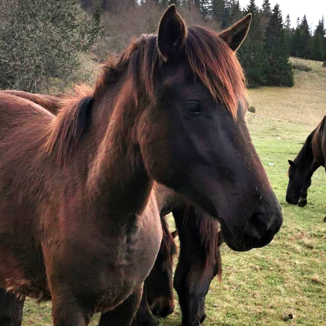 Die Rasse – BMHA – Bosnian Mountain Horse Austria
